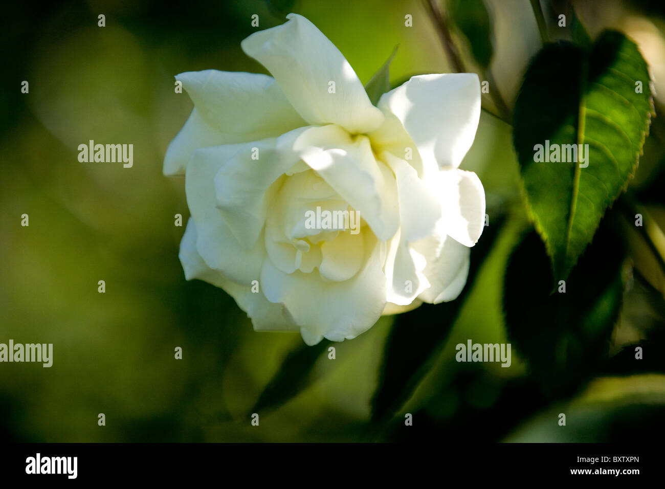A white rose in full bloom Stock Photo - Alamy