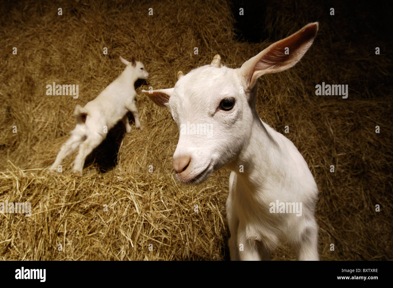 baby goats playing in stable wide angle flash lit Stock Photo - Alamy