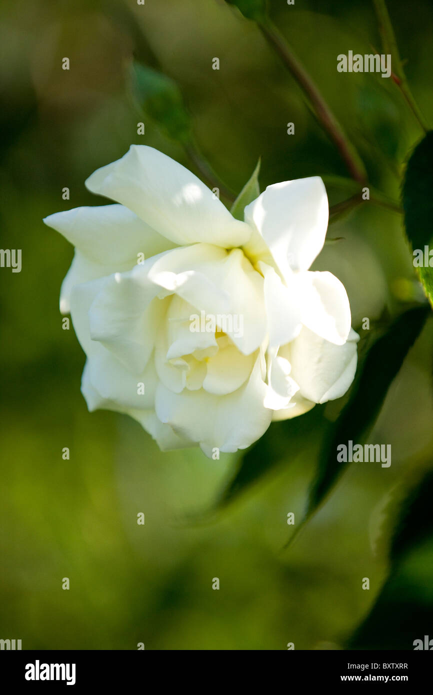 A white rose in full bloom Stock Photo - Alamy
