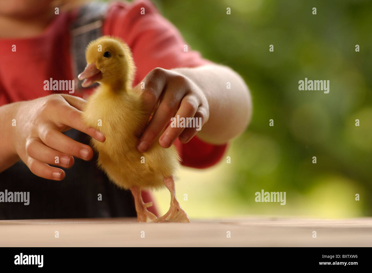 duckling, baby duck, childs hands young girls hands holding duckling ...