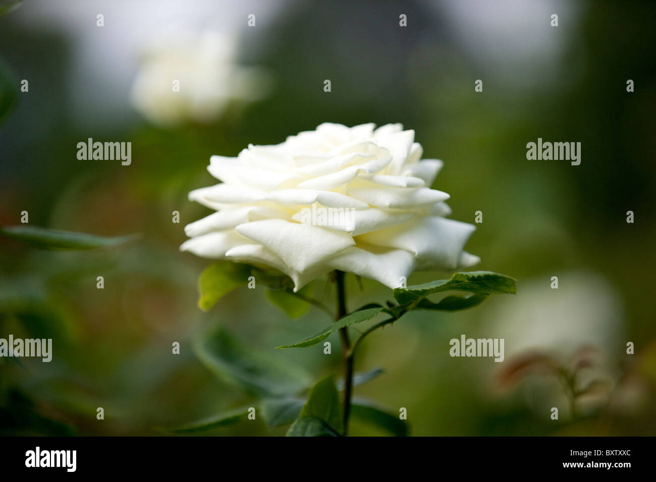 A white rose in full bloom Stock Photo - Alamy