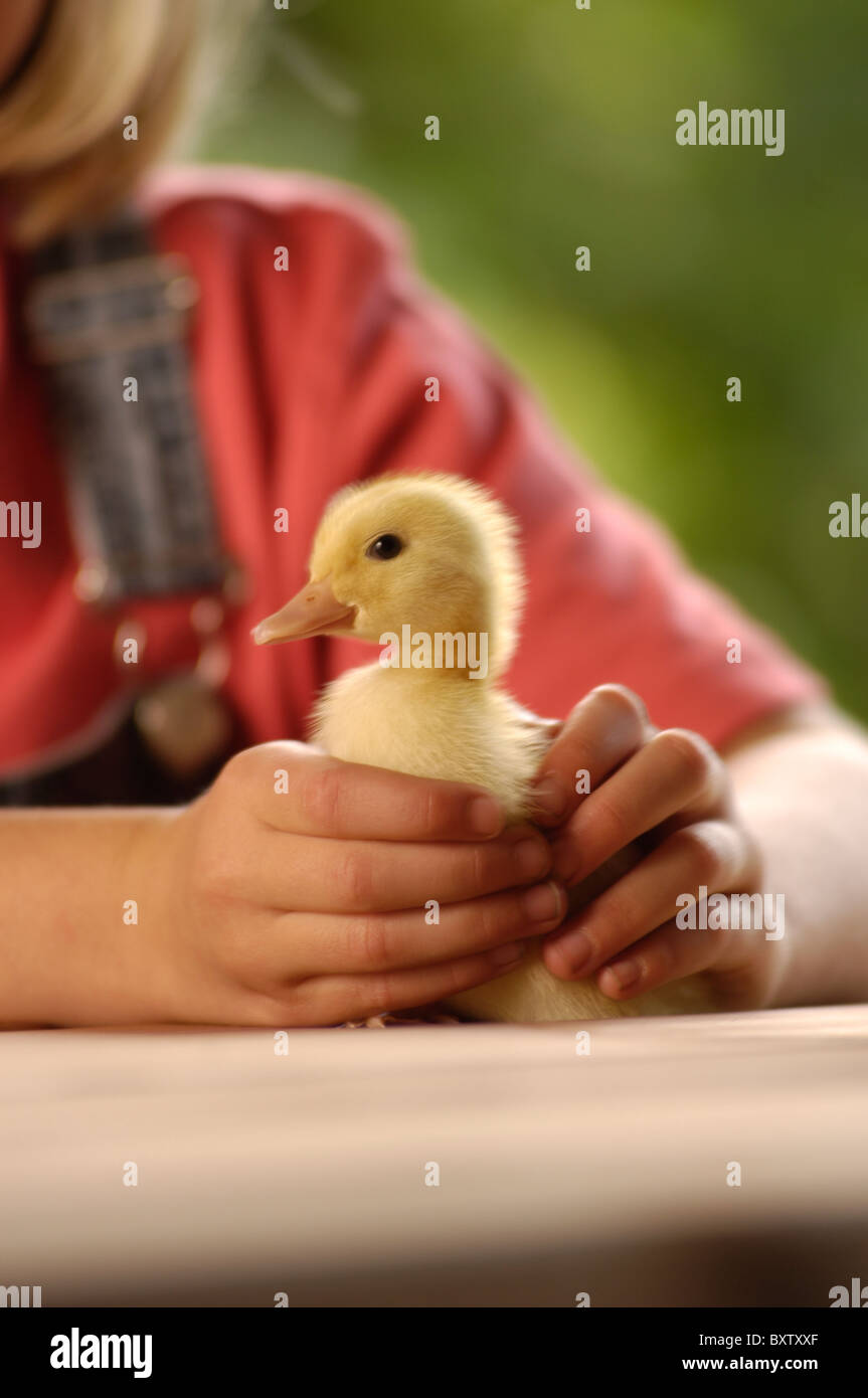 duckling, baby duck, childs hands young girls hands holding duckling ...