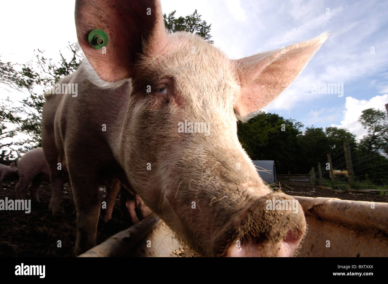 pig in trough wide angle flash pig eating Stock Photo - Alamy