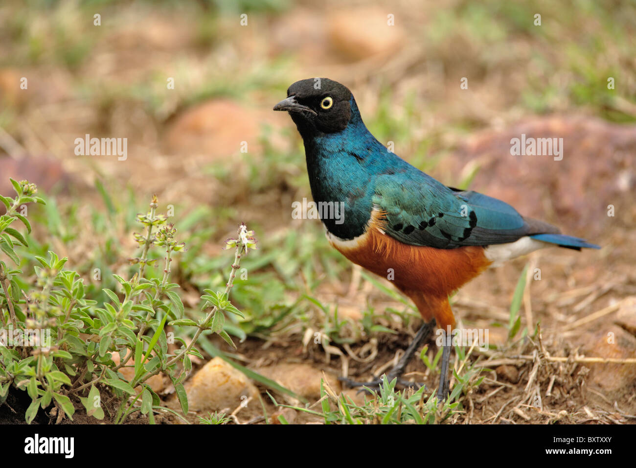 Superb Starling, Spreo superbus, Serengeti National Park, Tanzania ...