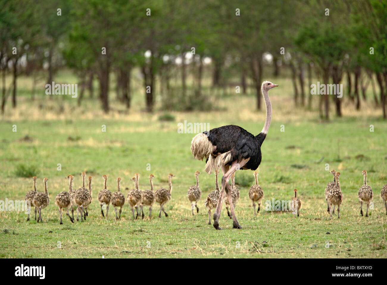 Male Ostrich with flock of young, Struthio camelus, Serengeti National ...