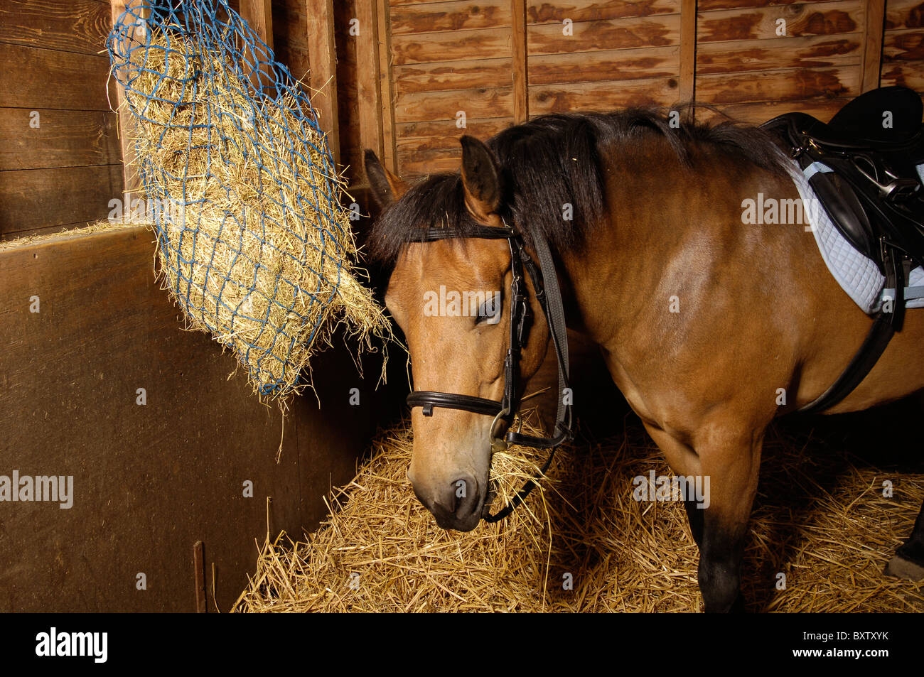 Pony in stable Stock Photo - Alamy