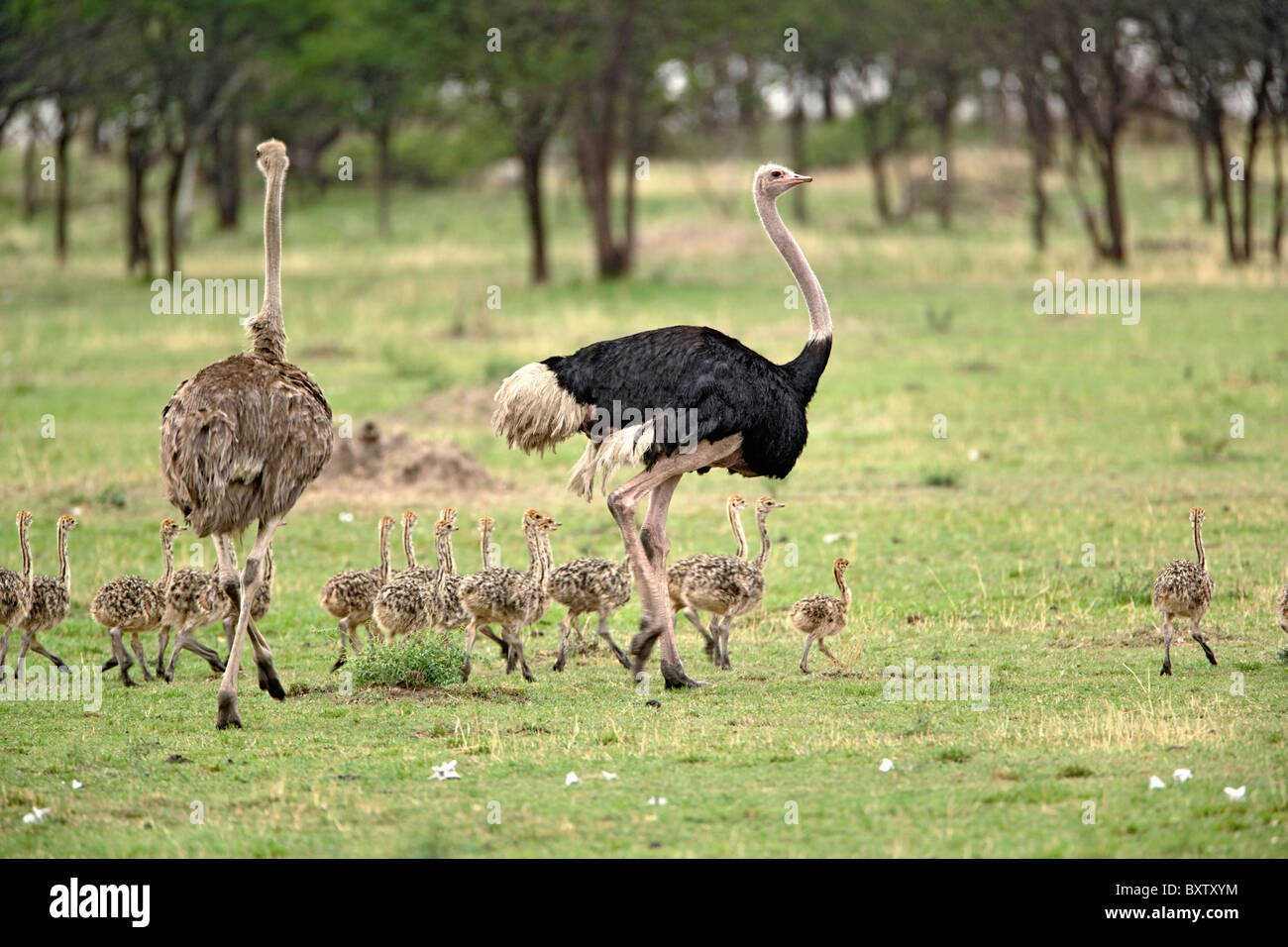 Male and female Ostrich with flock of young, Struthio camelus ...