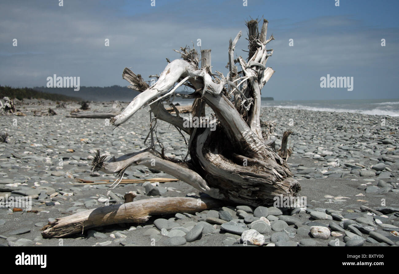 Tree washed up on beach hi-res stock photography and images - Alamy