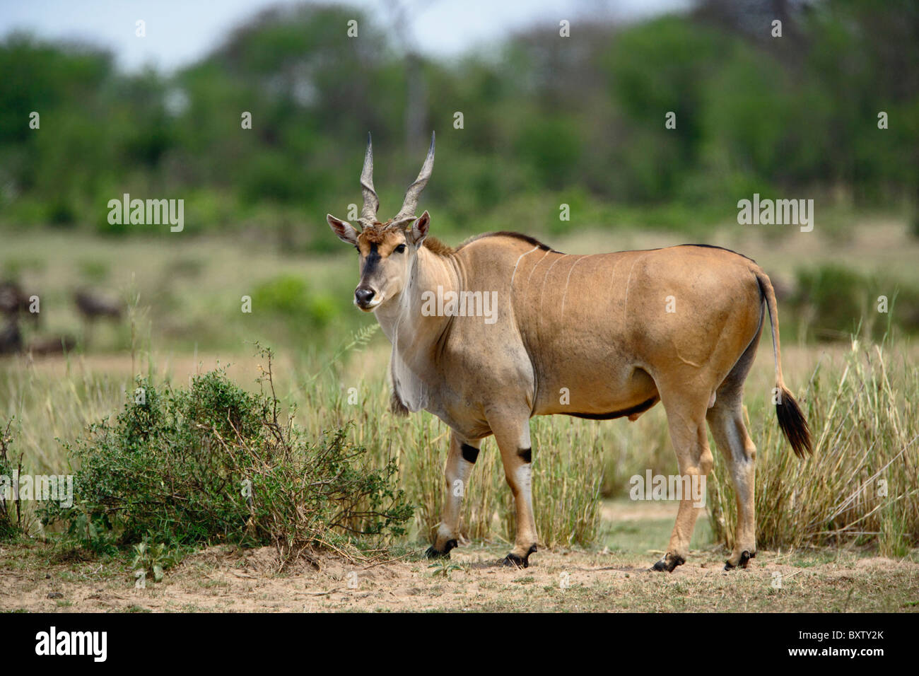 Tragelaphus derbianus serengeti national park hi-res stock photography ...