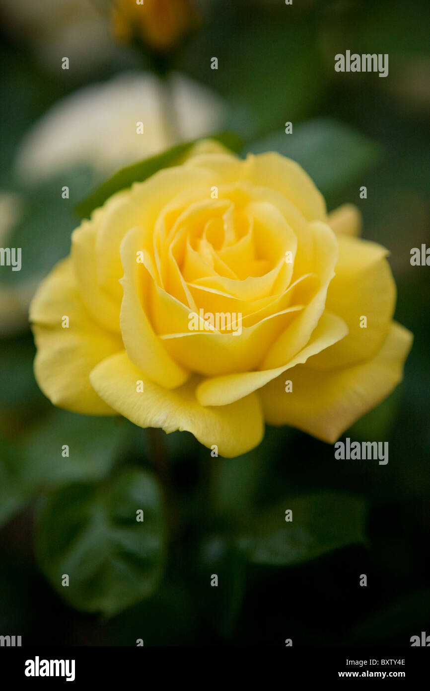 Yellow Rose Growing Outside High Resolution Stock Photography and ...