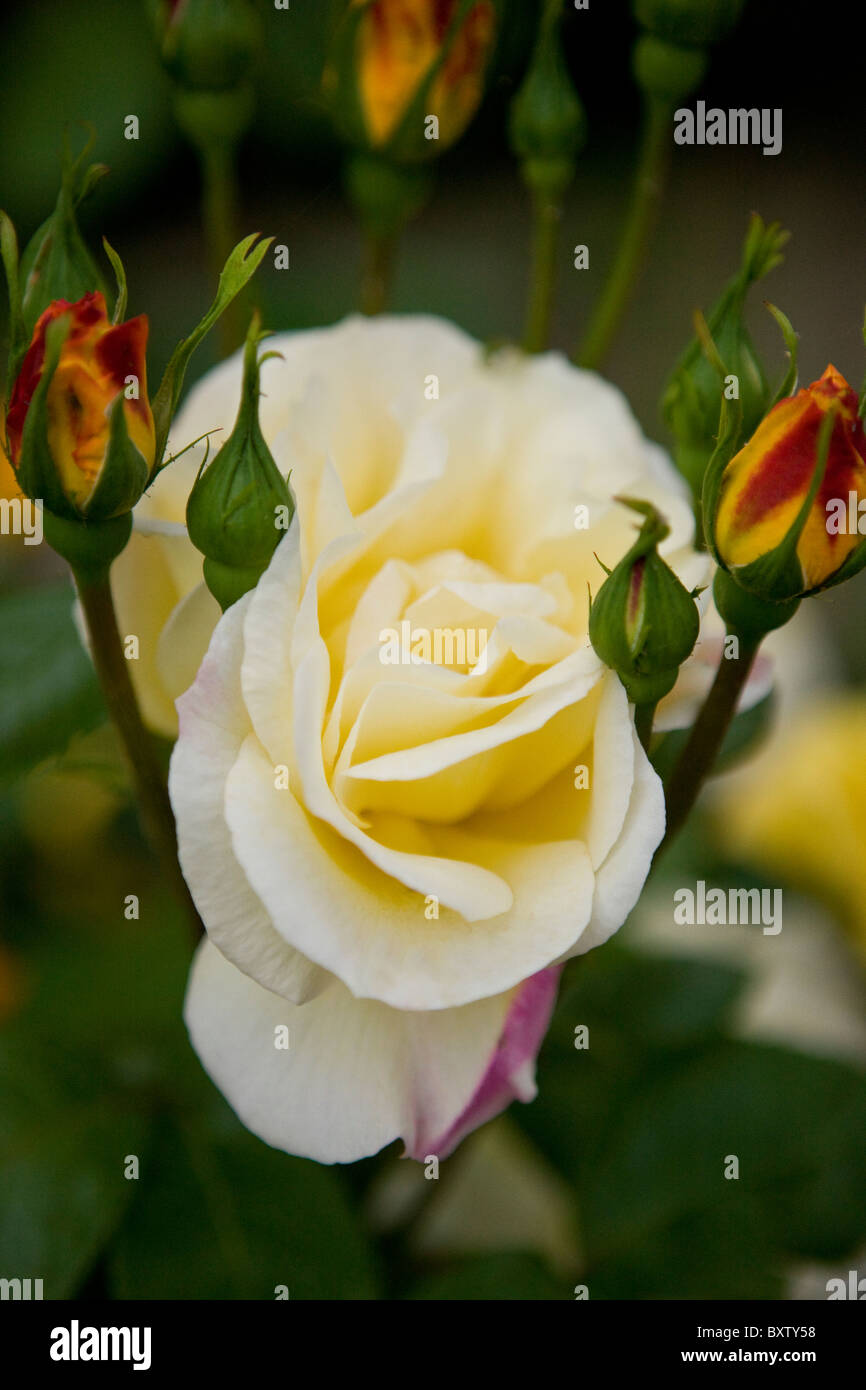 Yellow Rosebuds High Resolution Stock Photography and Images - Alamy