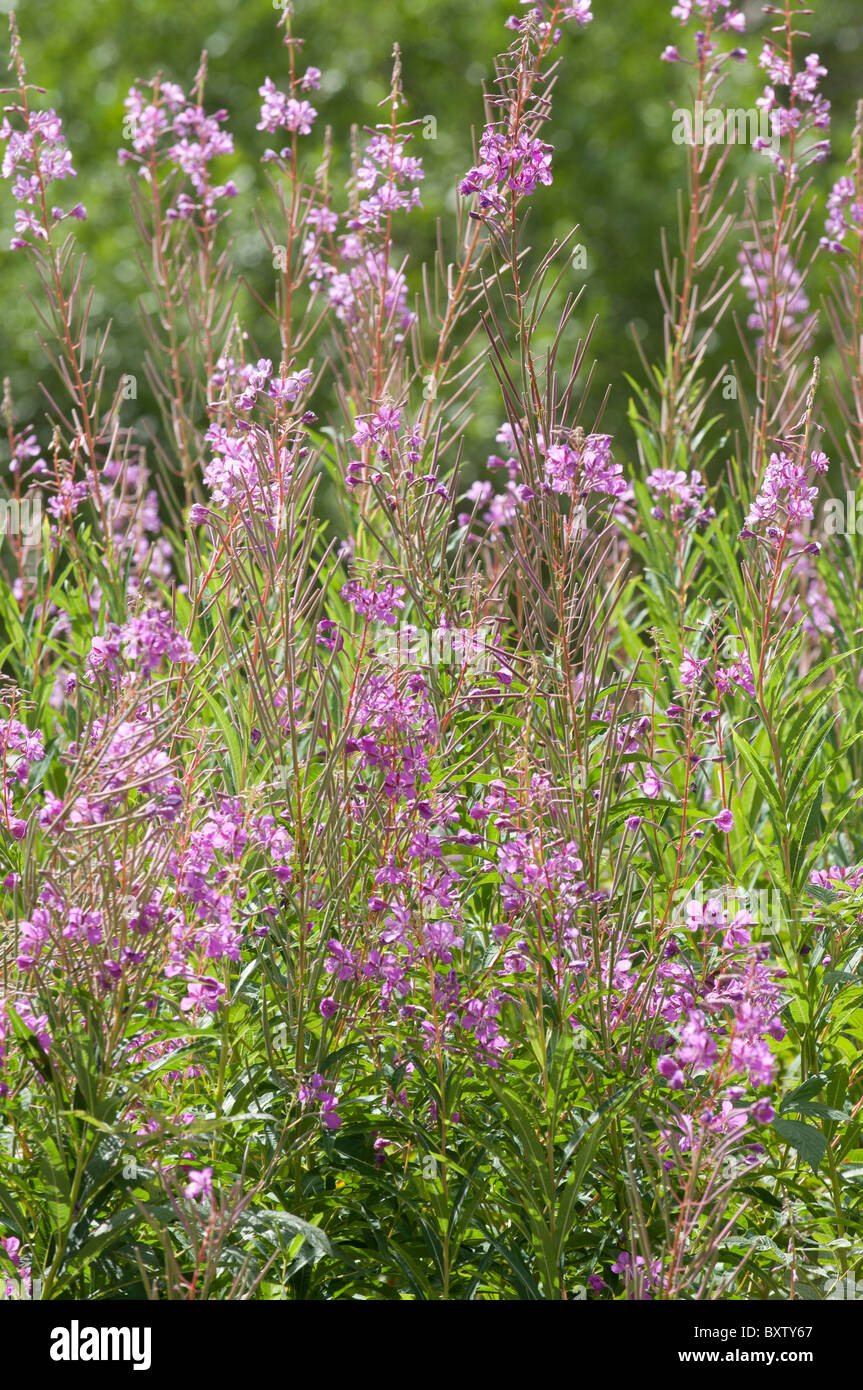 Purple flower extremely common in meadows and pastures fro the Spanish ...