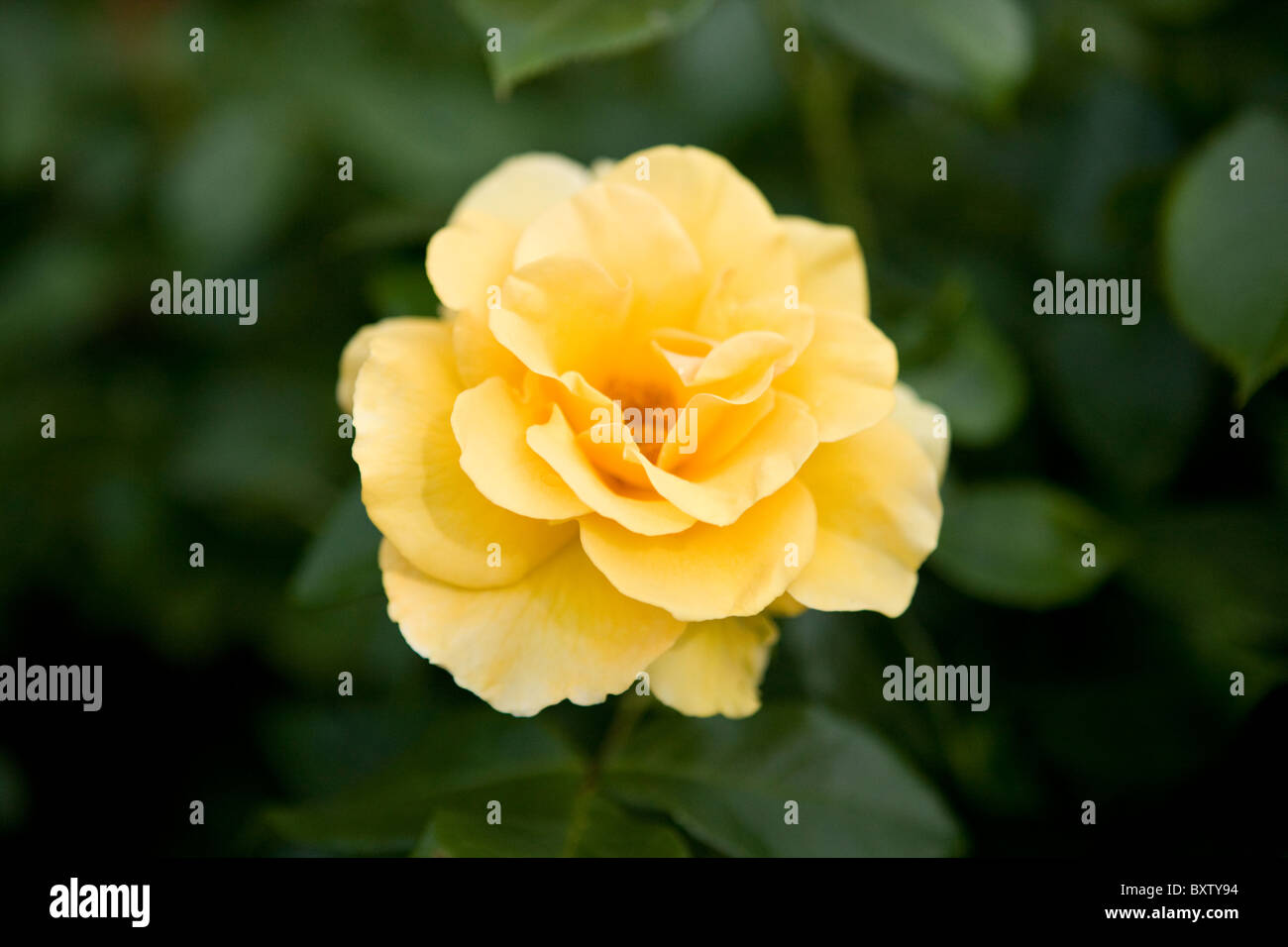 A yellow rose in full bloom Stock Photo - Alamy