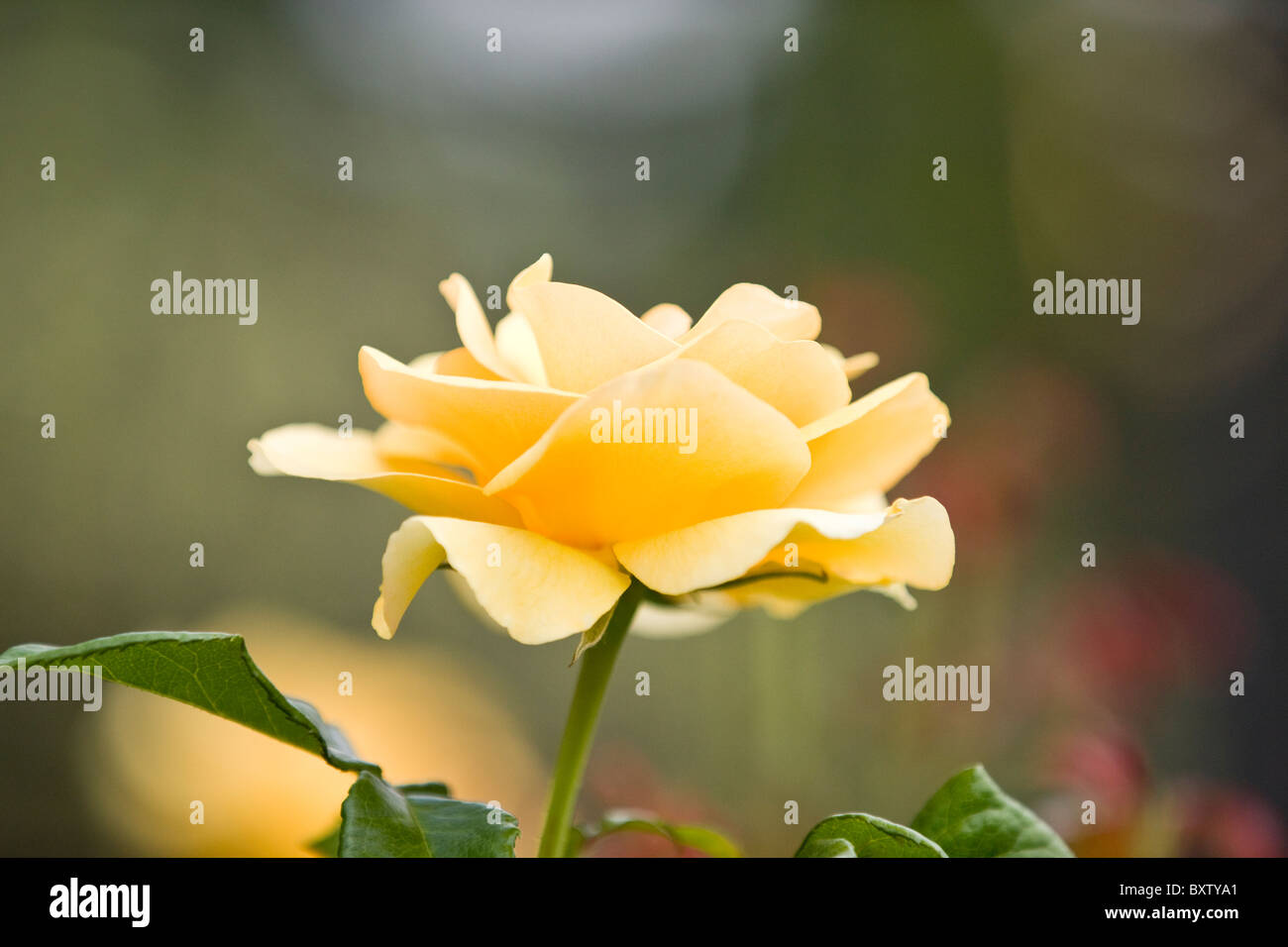 A yellow rose in full bloom, side view Stock Photo - Alamy