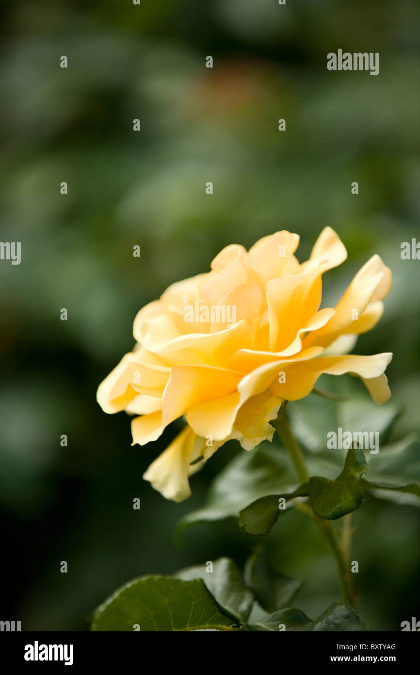 A yellow rose in full bloom, side view Stock Photo - Alamy