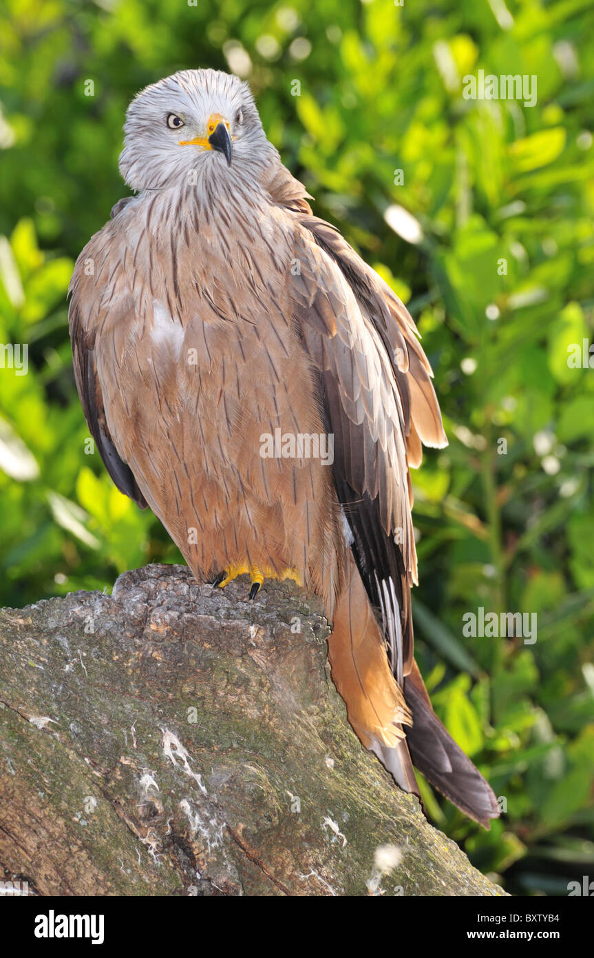 black kite (milvus migrans) standing on a tree stump, with green ...