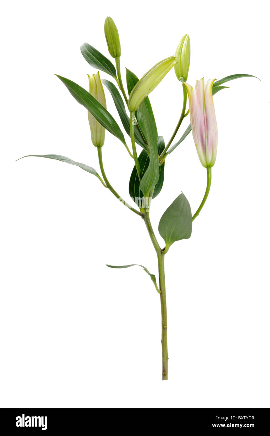 lily buds stalk Stock Photo - Alamy