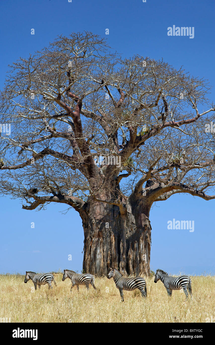African baobab tree, Adansonia digitata, and Burchell's Zebras ...