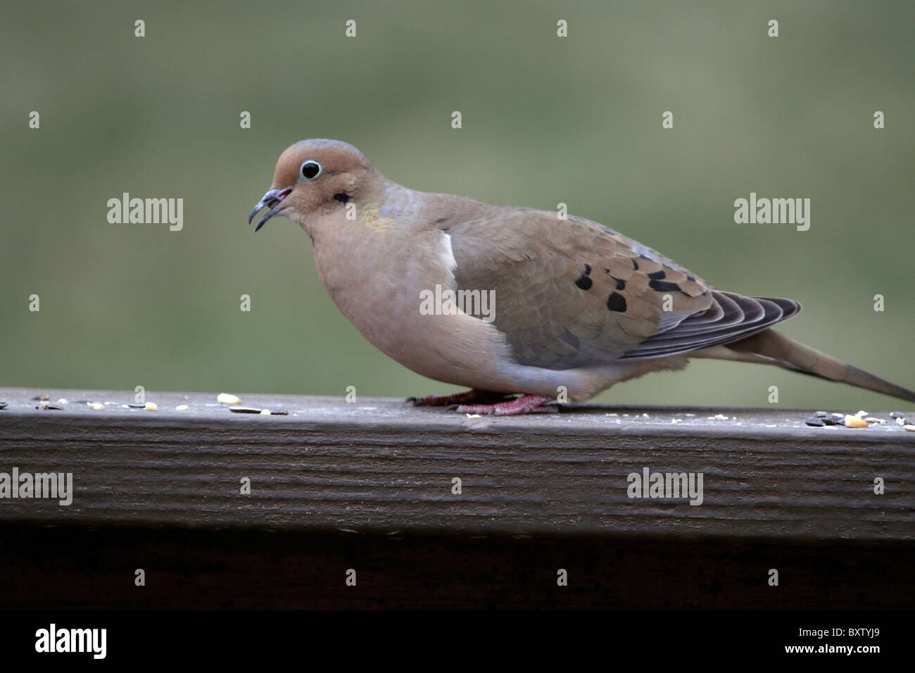 Birdfeed hi-res stock photography and images - Alamy