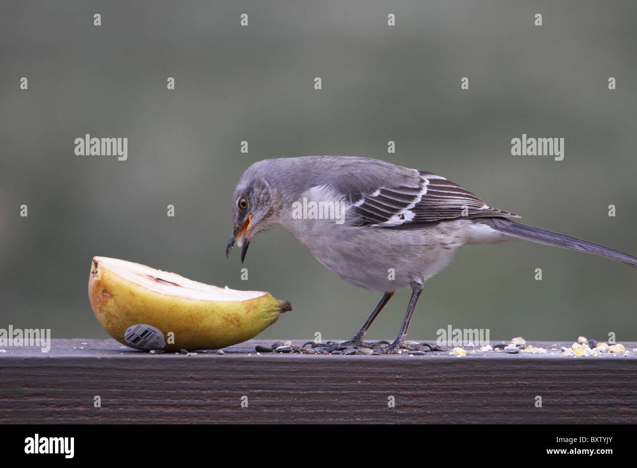 Bird eating pears hi-res stock photography and images - Alamy