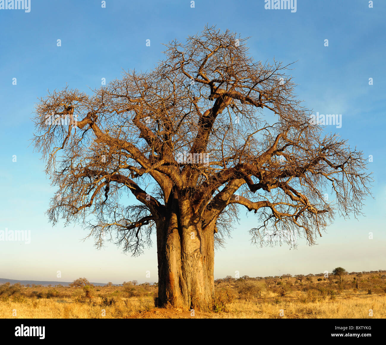 African baobab tree at sunset, Adansonia digitata, Tarangire National ...