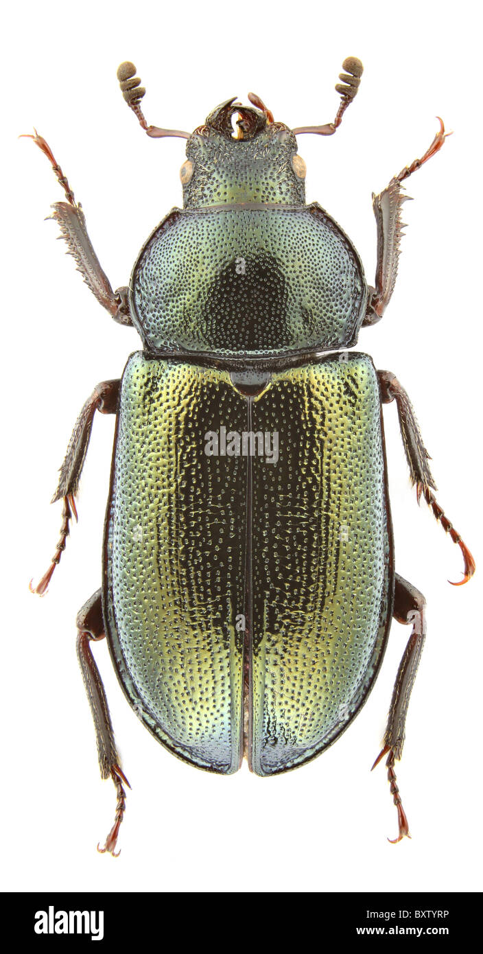 Platycerus caraboides isolated on a white background Stock Photo - Alamy
