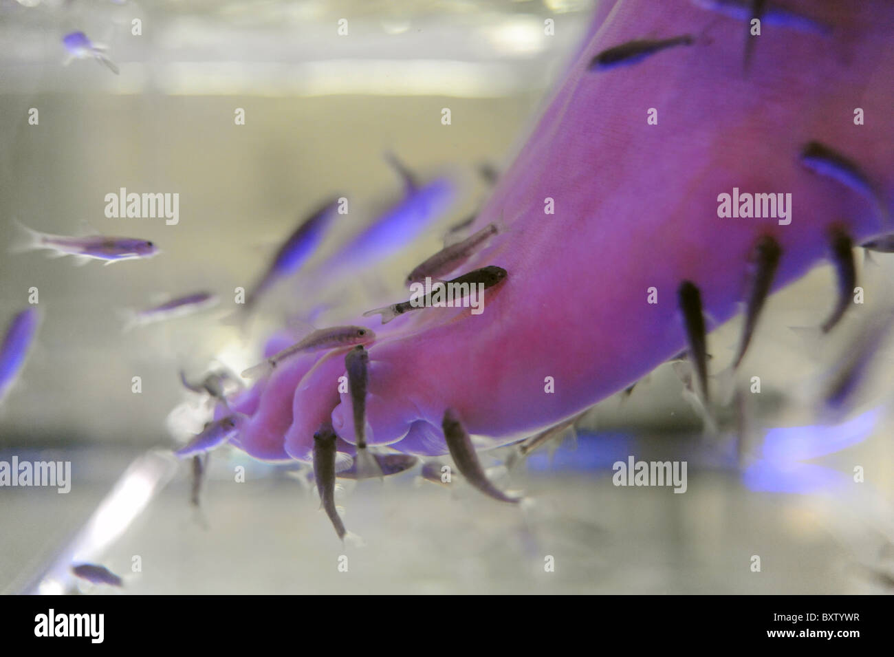 Female dips her feet into a tank of Garra Rufa fish also known as ...