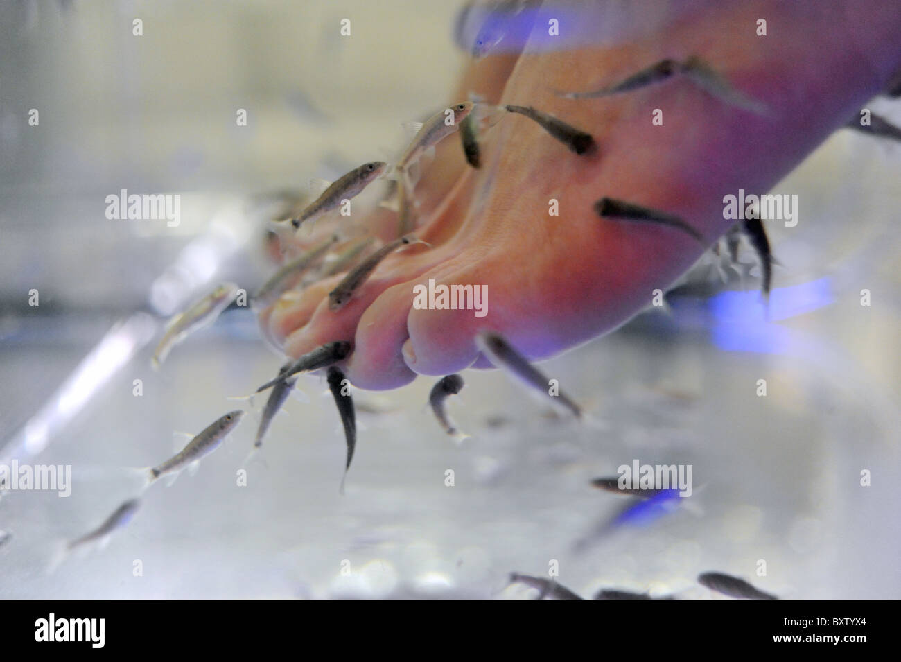 Female dips her feet into a tank of Garra Rufa fish also known as ...