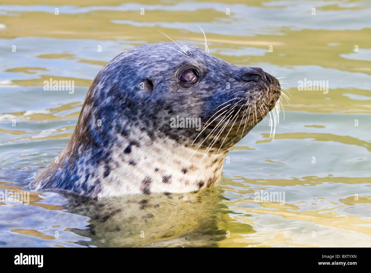 Babyface hi-res stock photography and images - Alamy
