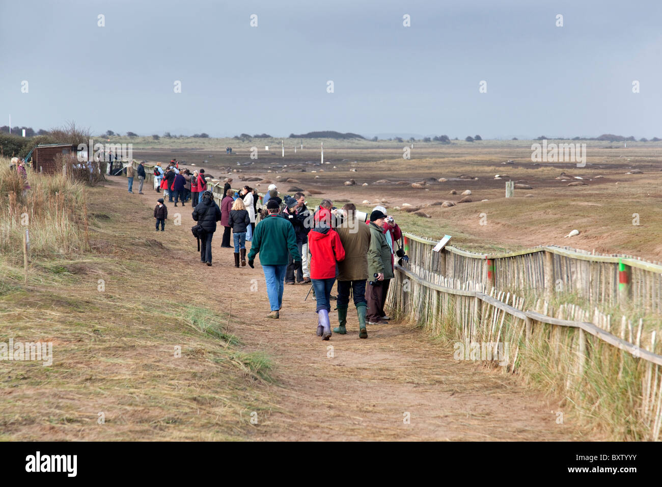 Watching Grey Seals at Donna Nook; Lincolnshire; November Stock Photo ...