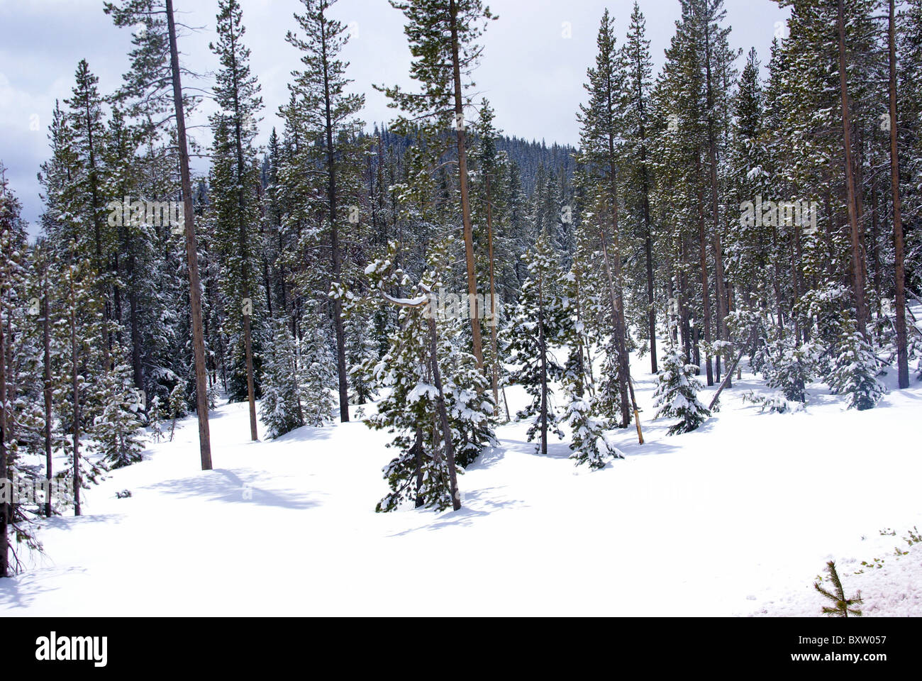 Late spring snow on pine forest, Central Oregon Stock Photo - Alamy