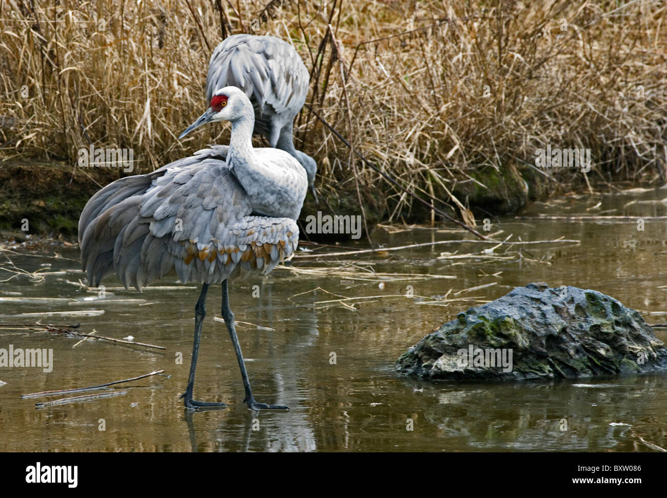 Ice crane hi-res stock photography and images - Alamy