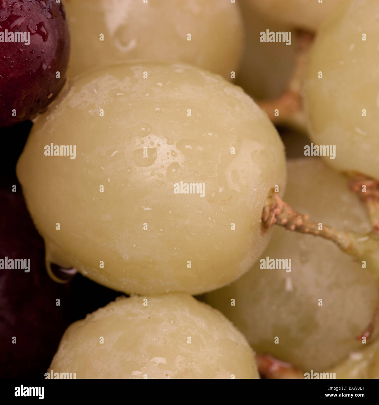 Close up Grapes Stock Photo - Alamy
