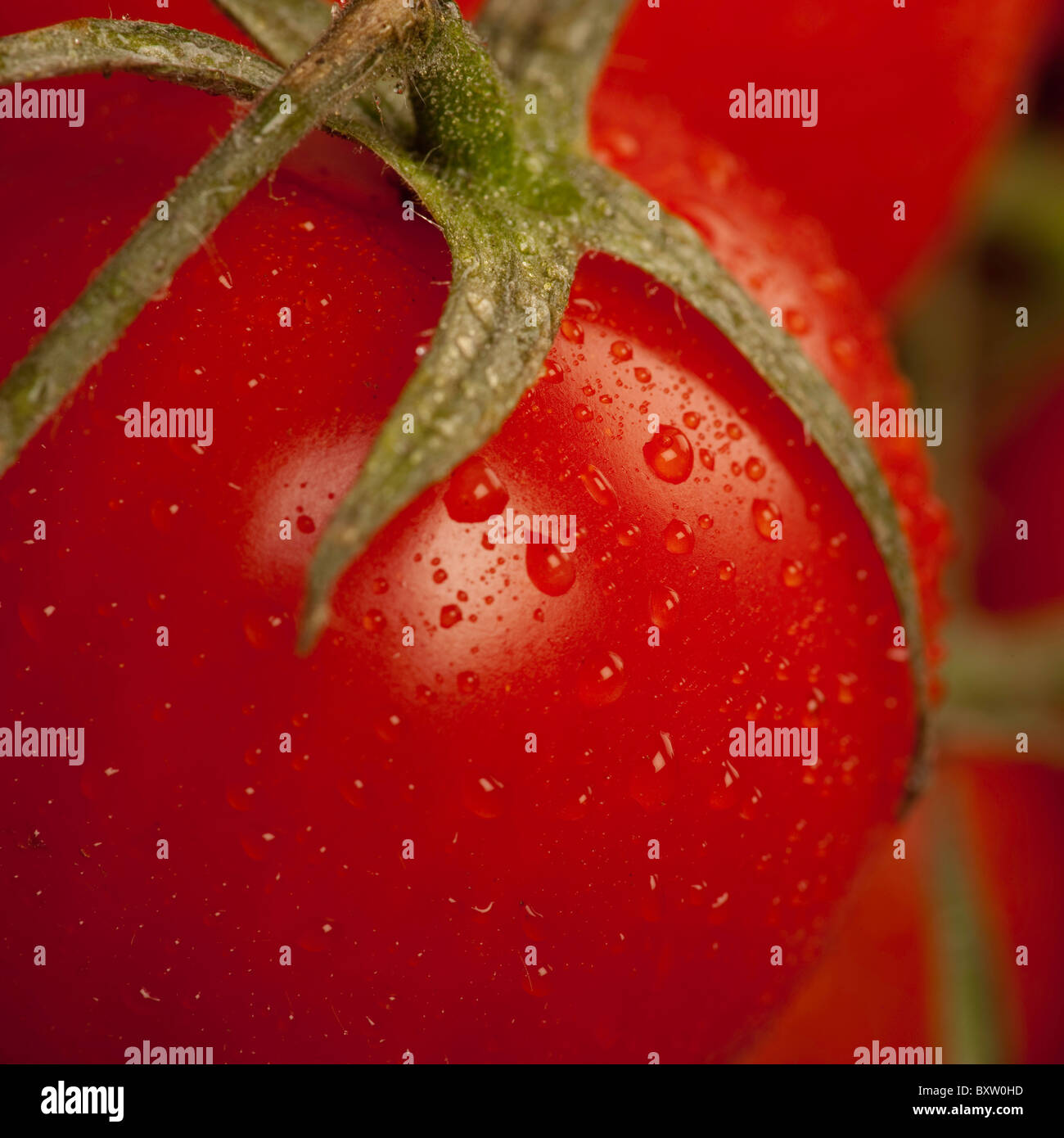 Red Vine Tomato Stock Photo - Alamy
