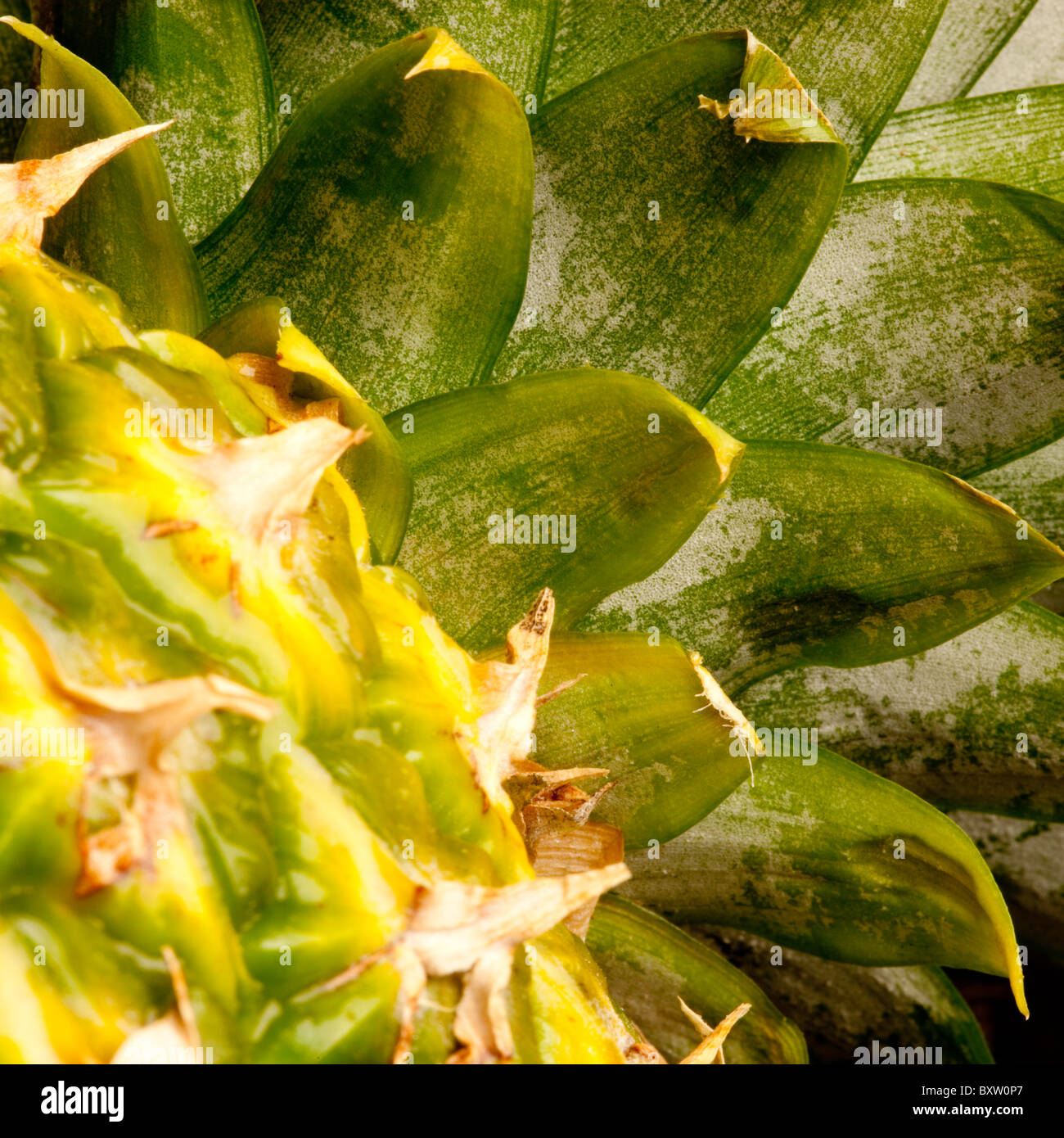 Close up Pineapple Stock Photo - Alamy