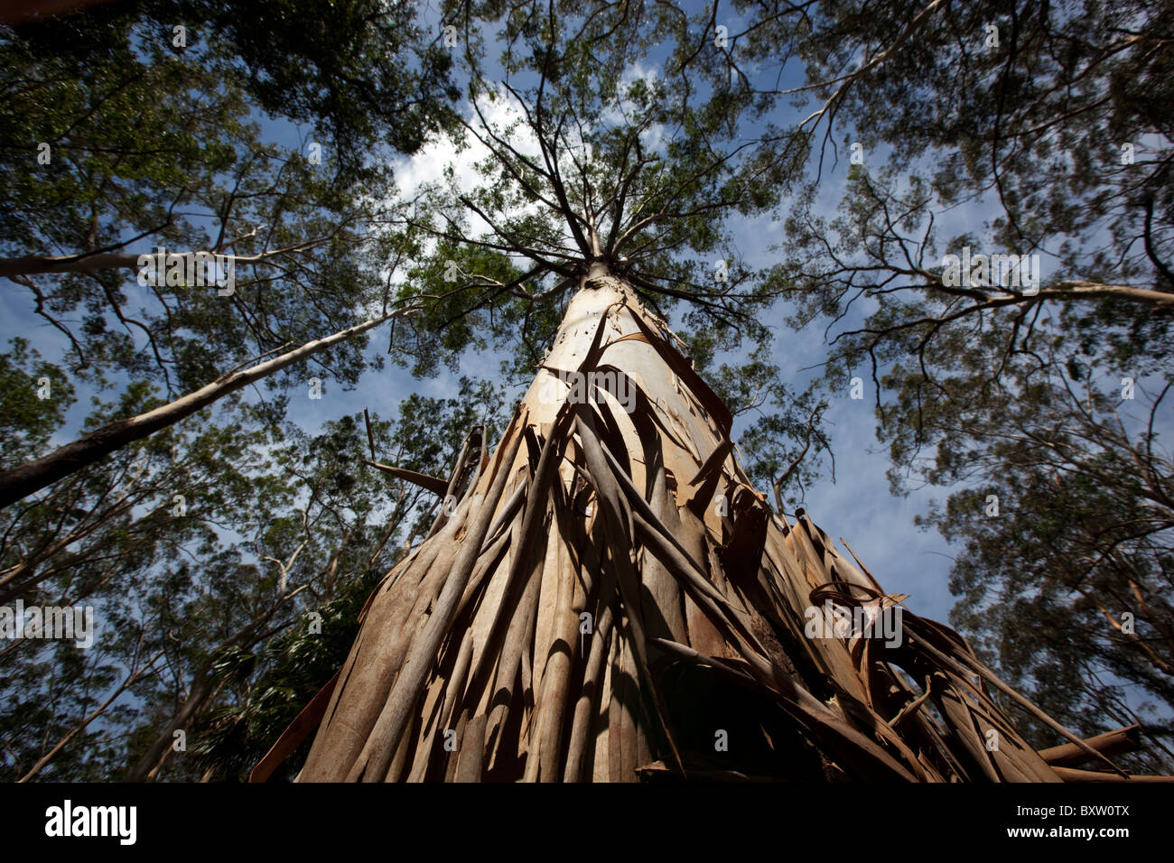 Australia New South Wales Spotted Gum Forest Murramarang National Park ...