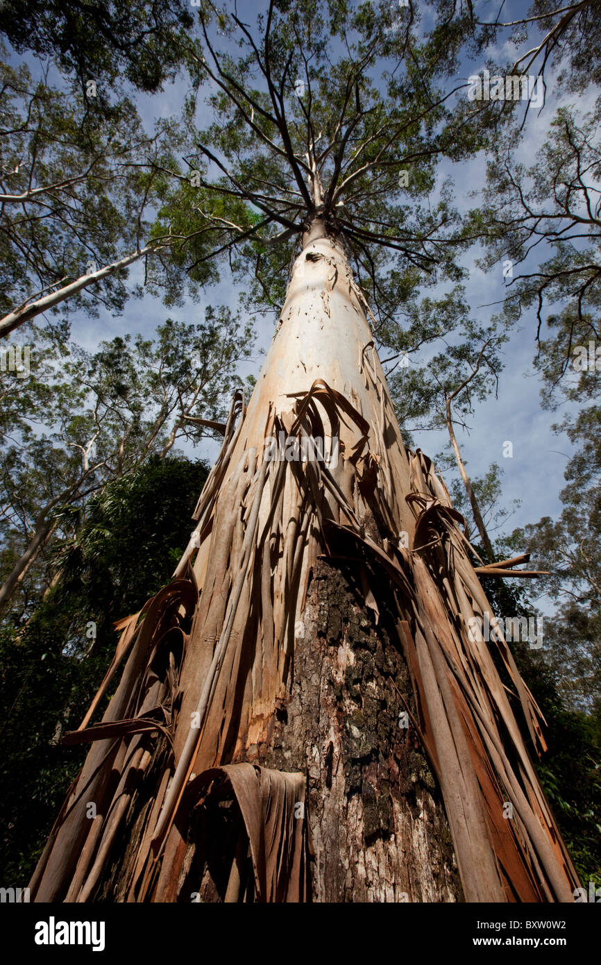Australia gum tree eucalyptus High Resolution Stock Photography and ...