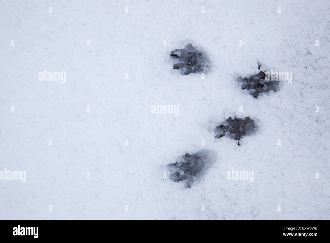 Squirrel tracks snow hi-res stock photography and images - Alamy