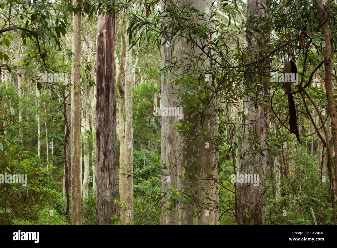 Spotted gum hi-res stock photography and images - Alamy