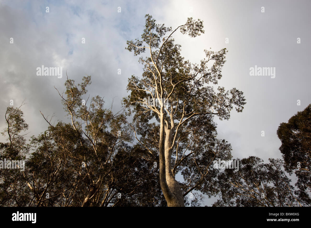 Spotted gum hi-res stock photography and images - Alamy