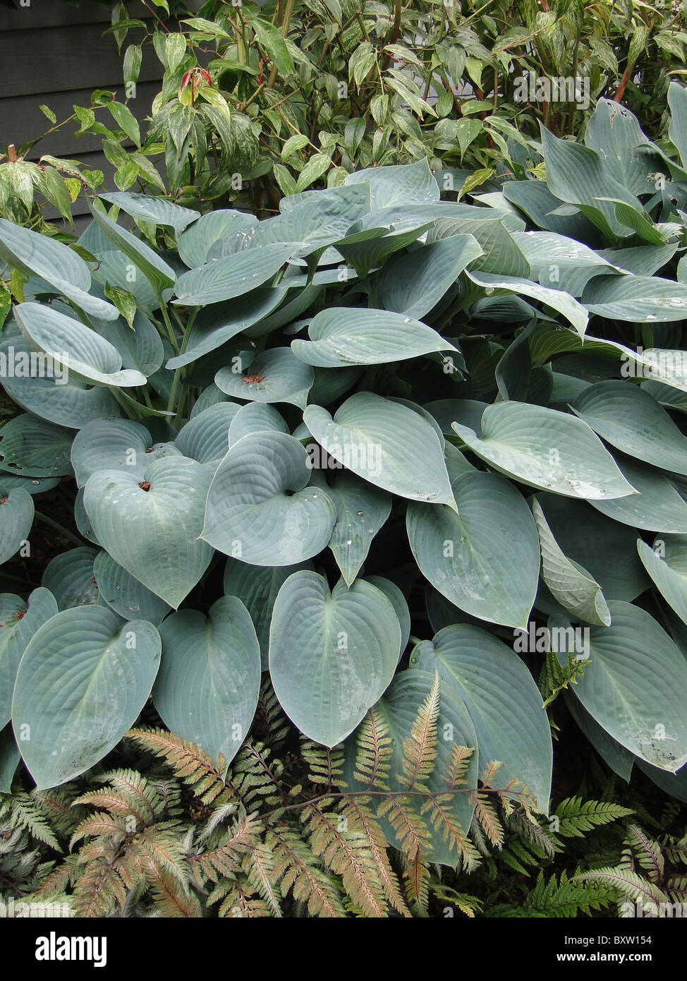 Hostas and ferns hi-res stock photography and images - Alamy