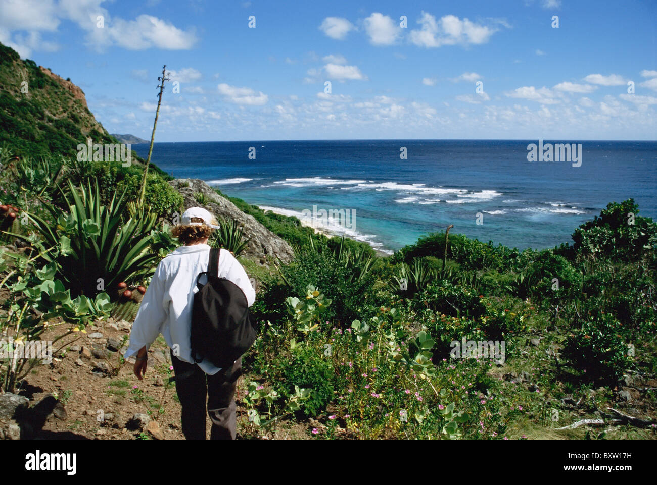 Walking cactus hi-res stock photography and images - Alamy