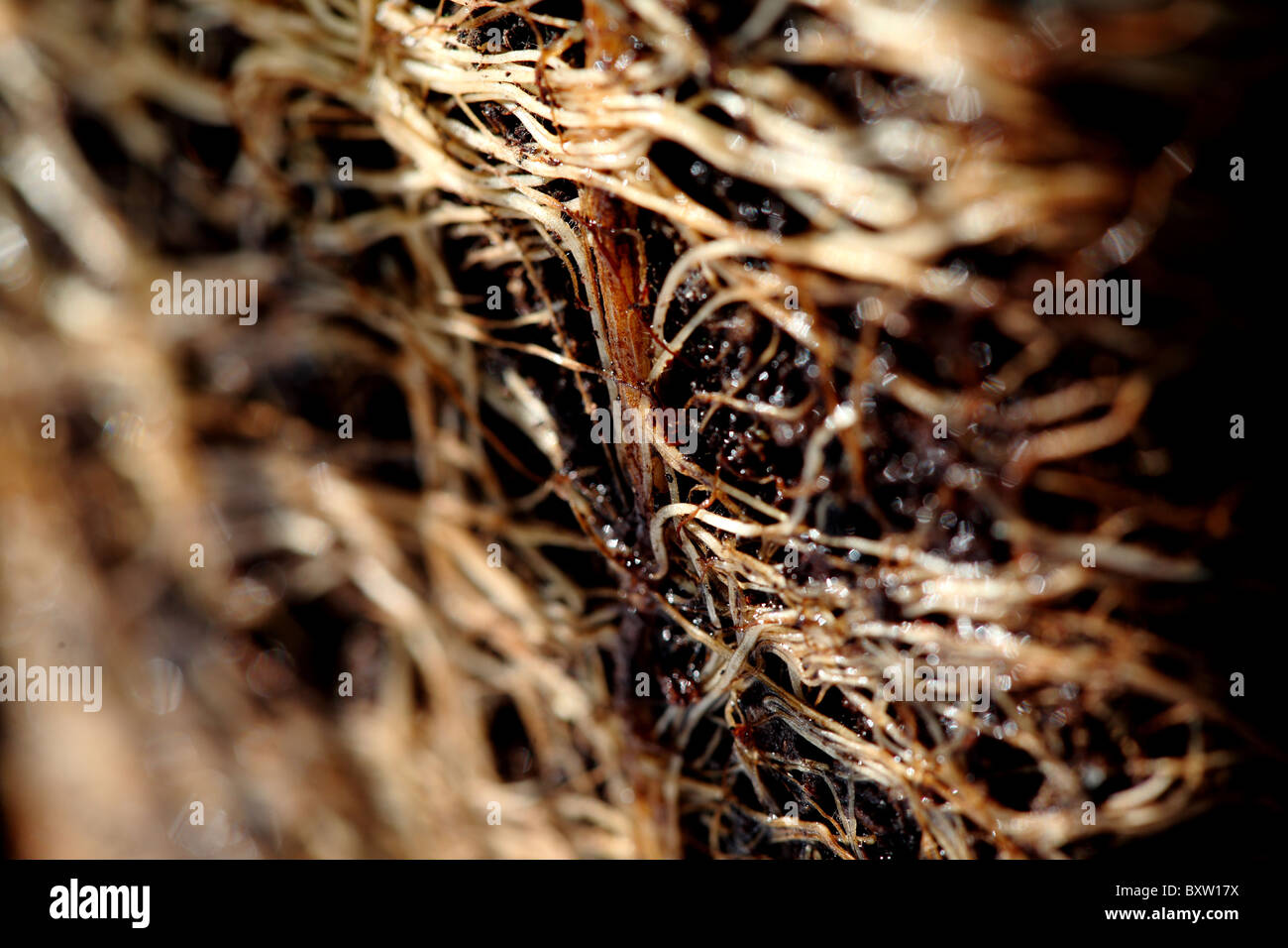 Grow roots up hi-res stock photography and images - Alamy