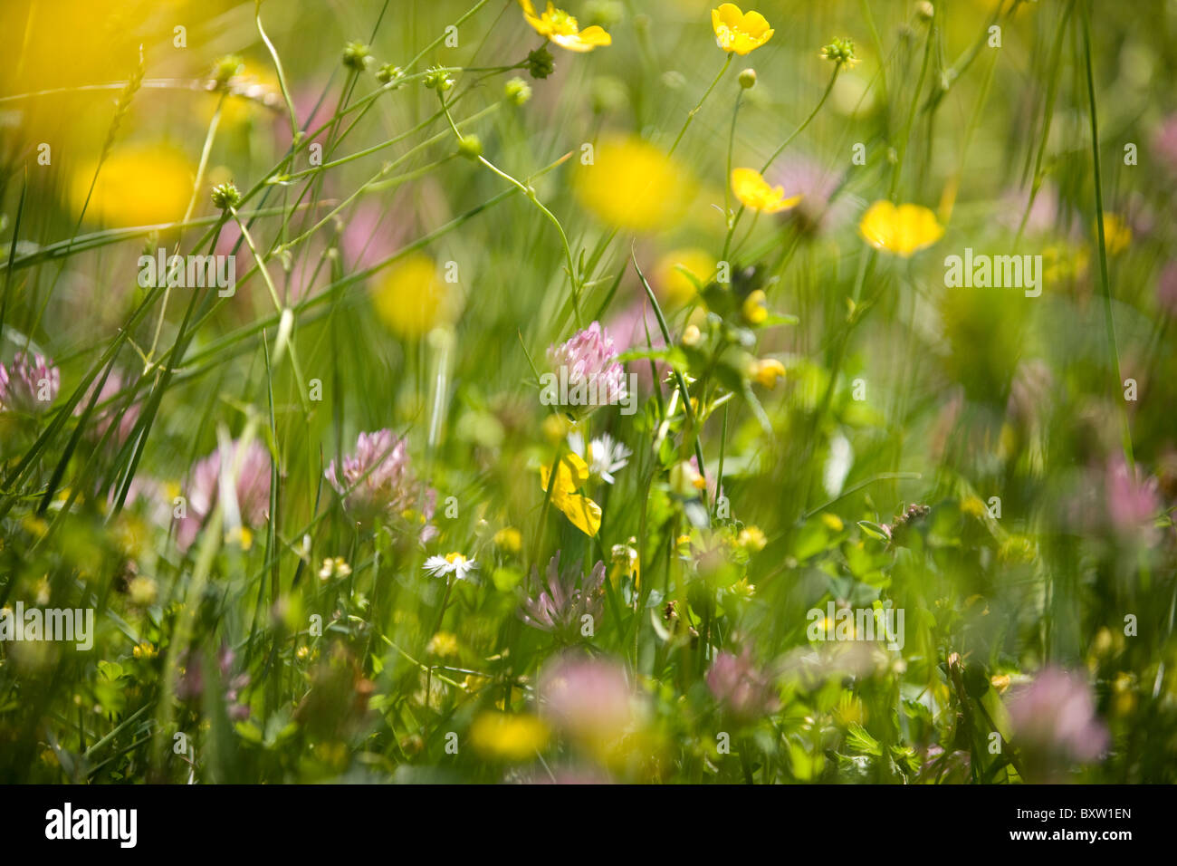 Yellow buttercups and purple clover flowers Stock Photo - Alamy