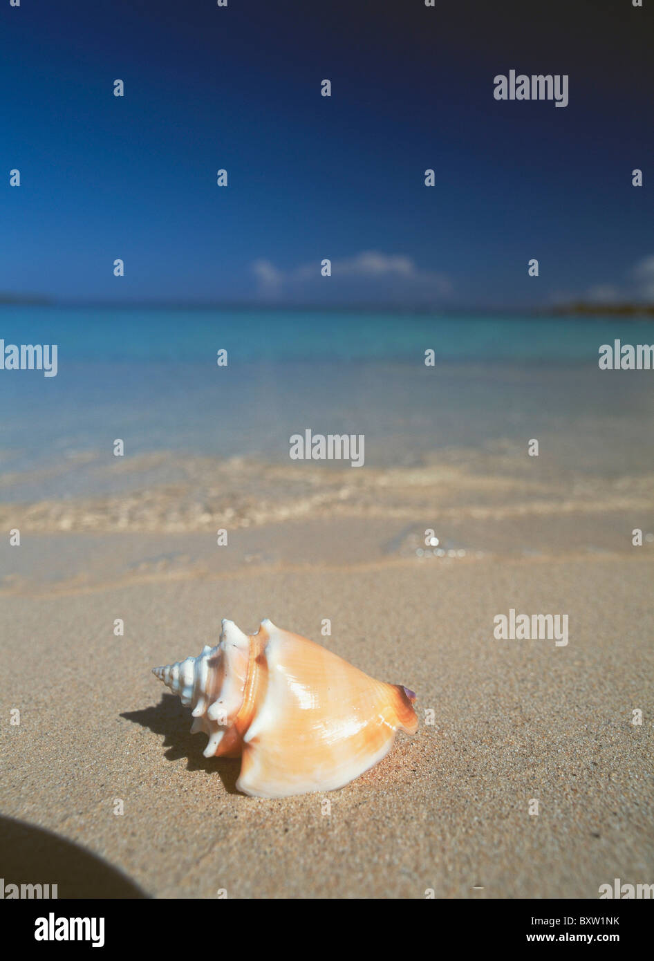 Conch Shell On Beach With Tide, Close Up Stock Photo - Alamy