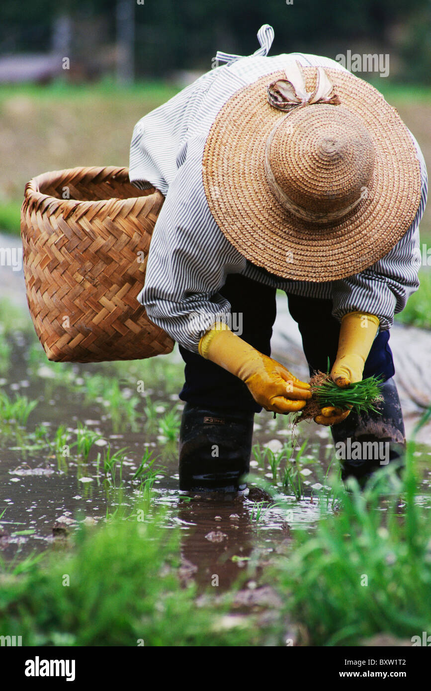 Traditional japanese herbal medicines hi-res stock photography and ...