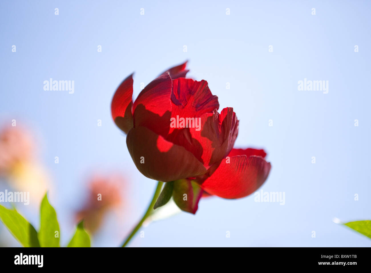 A red peony flower against blue sky Stock Photo - Alamy