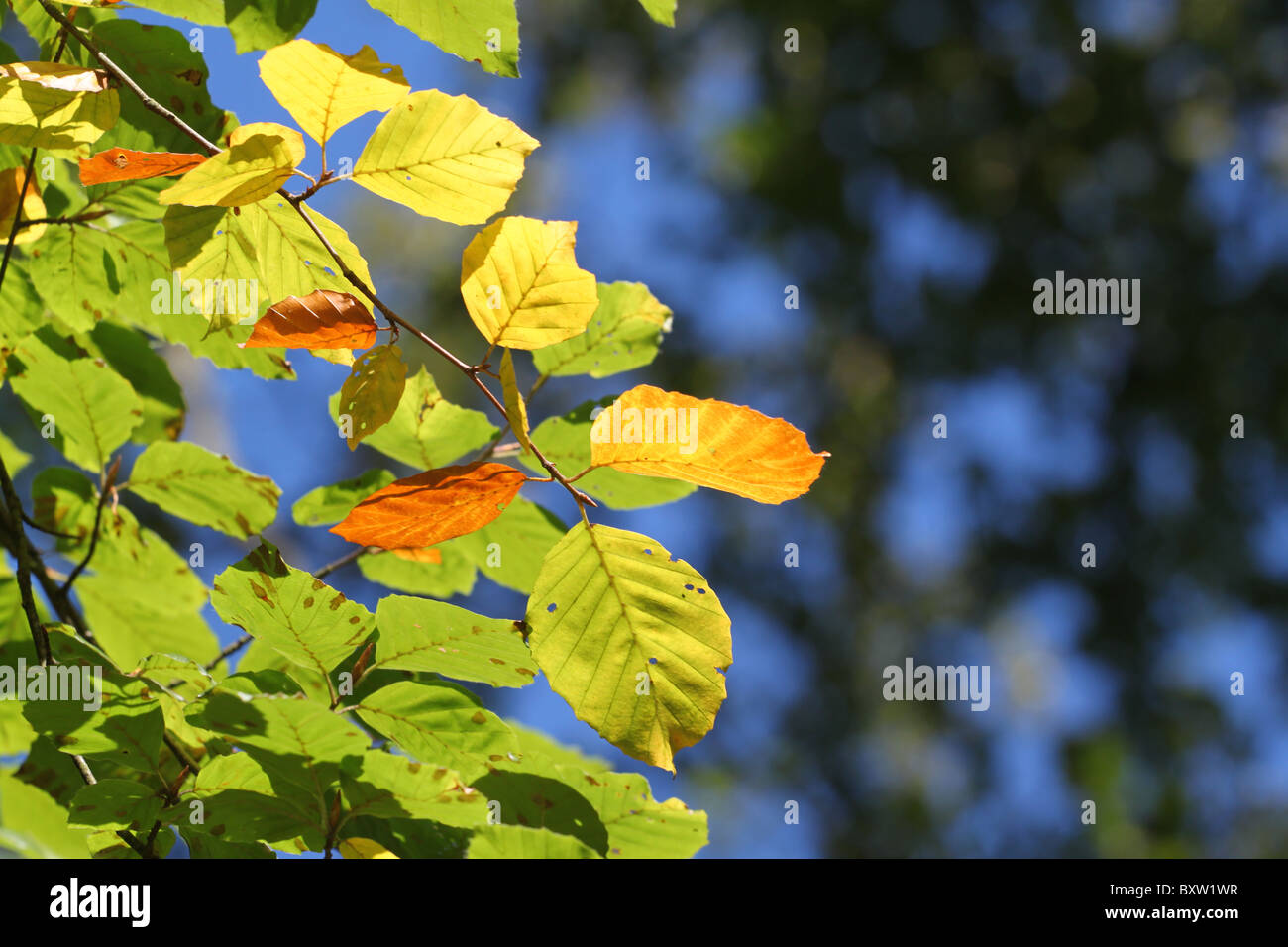 Gold fall colours hi-res stock photography and images - Alamy