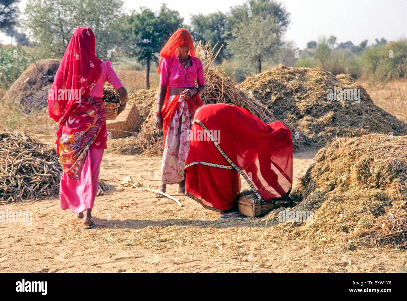 Veiled women harvesting millet, Rajasthan, India Stock Photo - Alamy