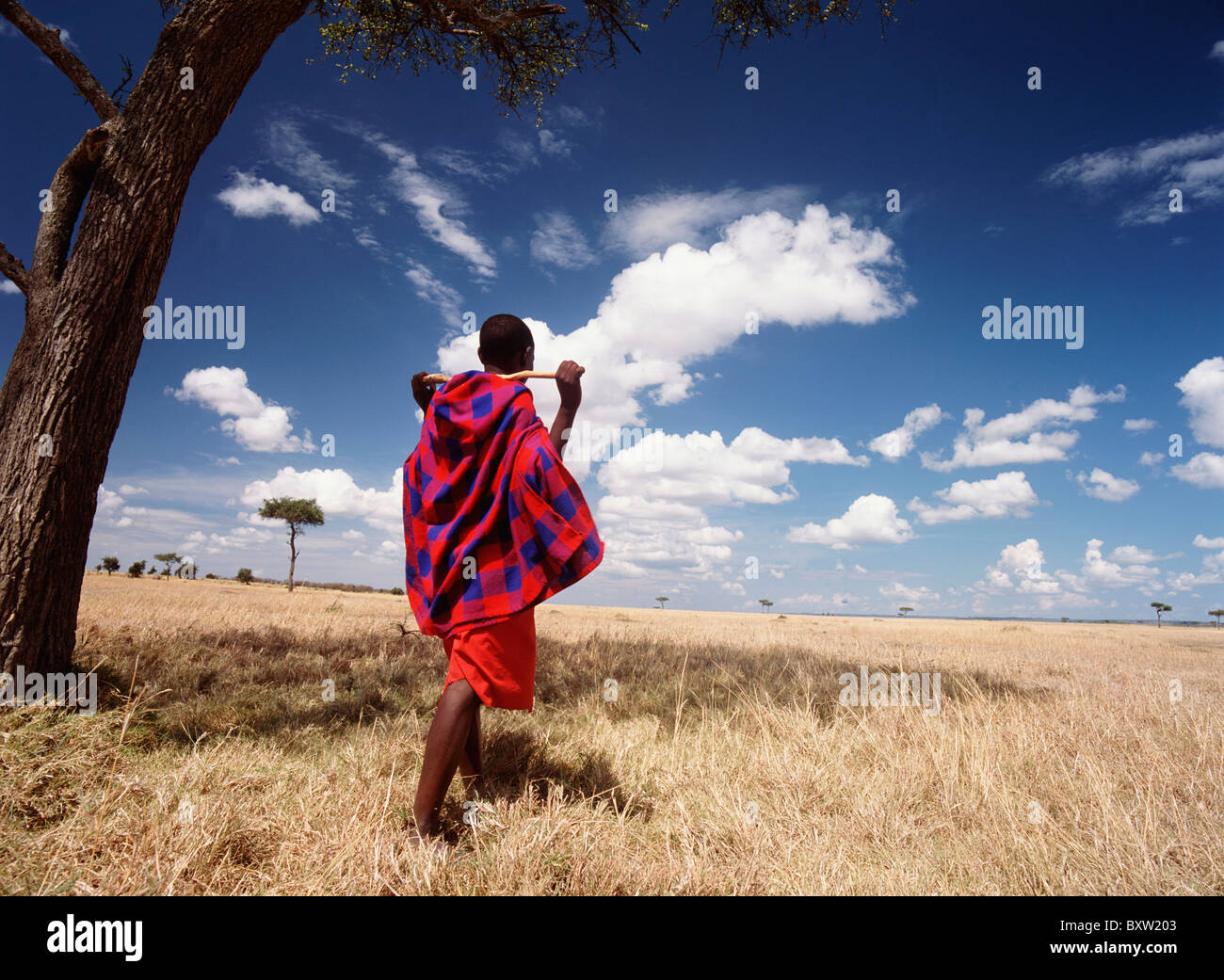 Flat topped acacia tree hi-res stock photography and images - Alamy